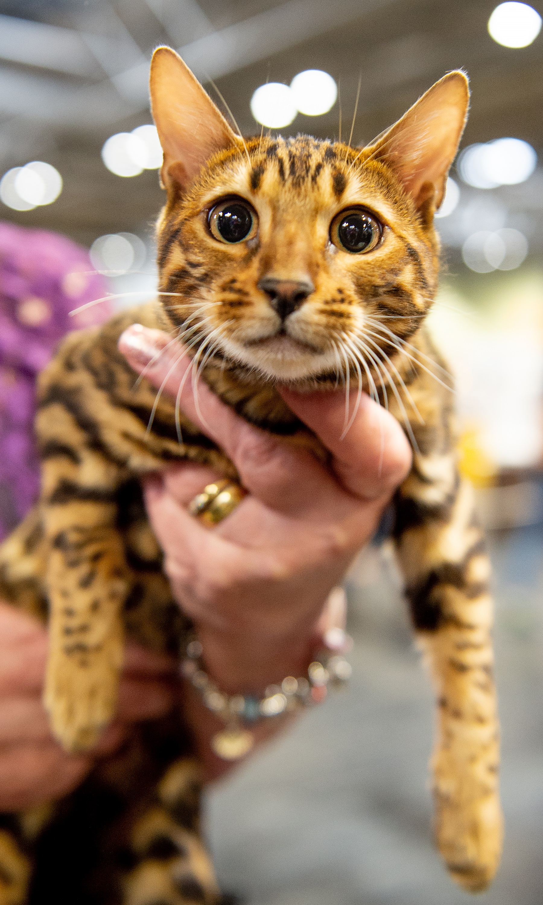 Toyger Mixed Cat Breed Pictures, Characteristics, & Facts