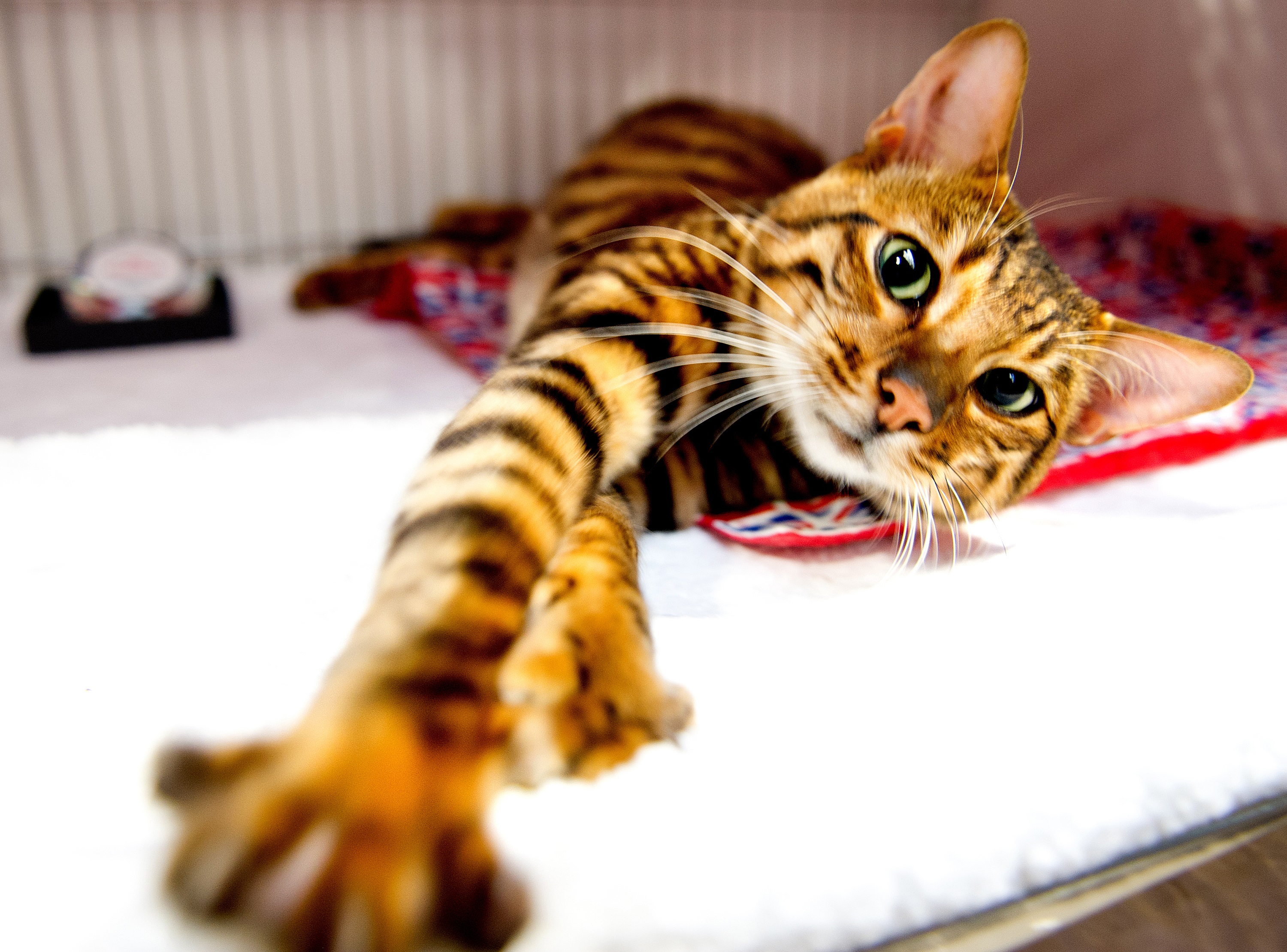 Toyger Mixed Cat Breed Pictures, Characteristics, & Facts
